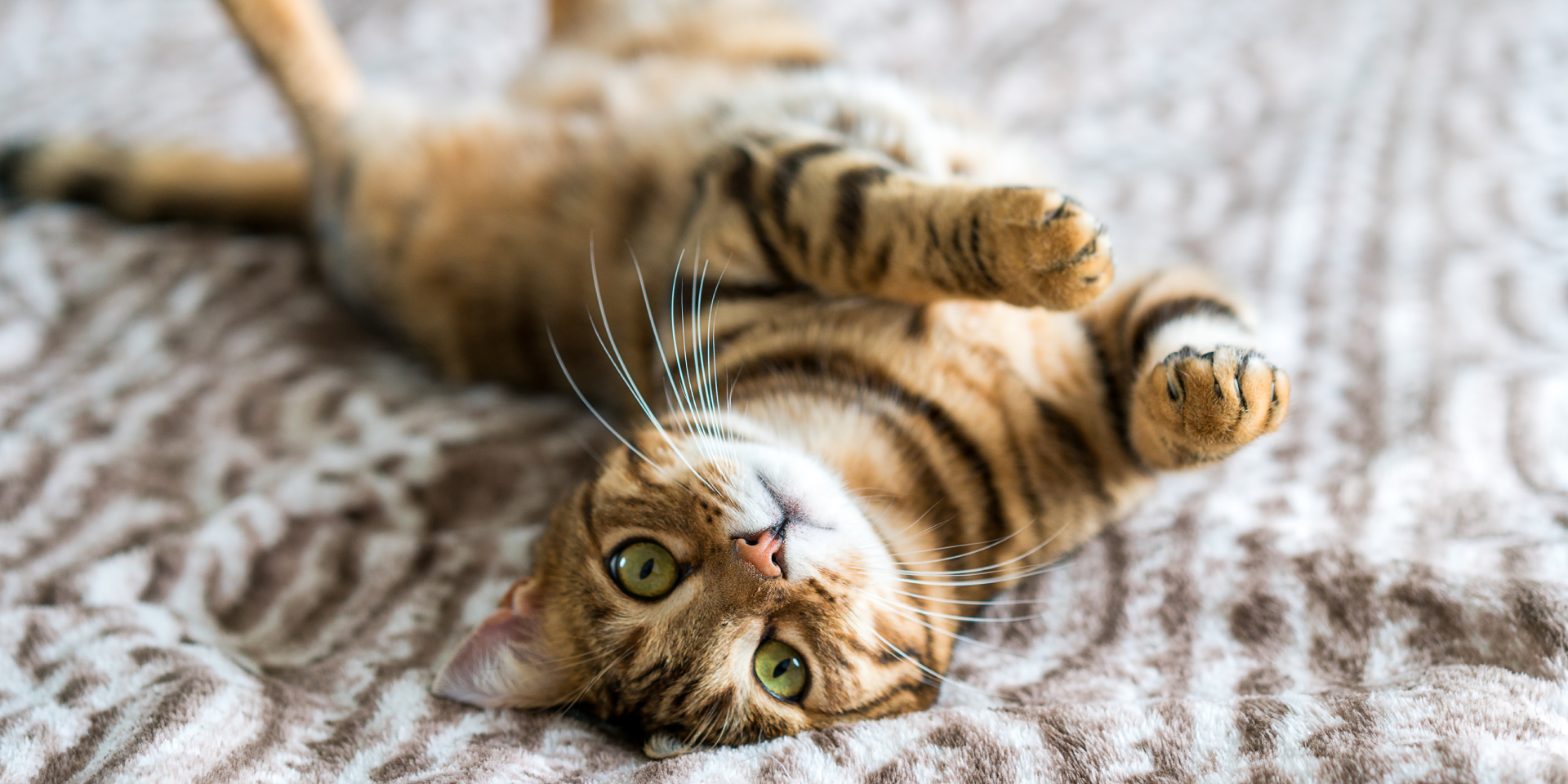 From Honey to Houdini: Cat Names that Start with H ...