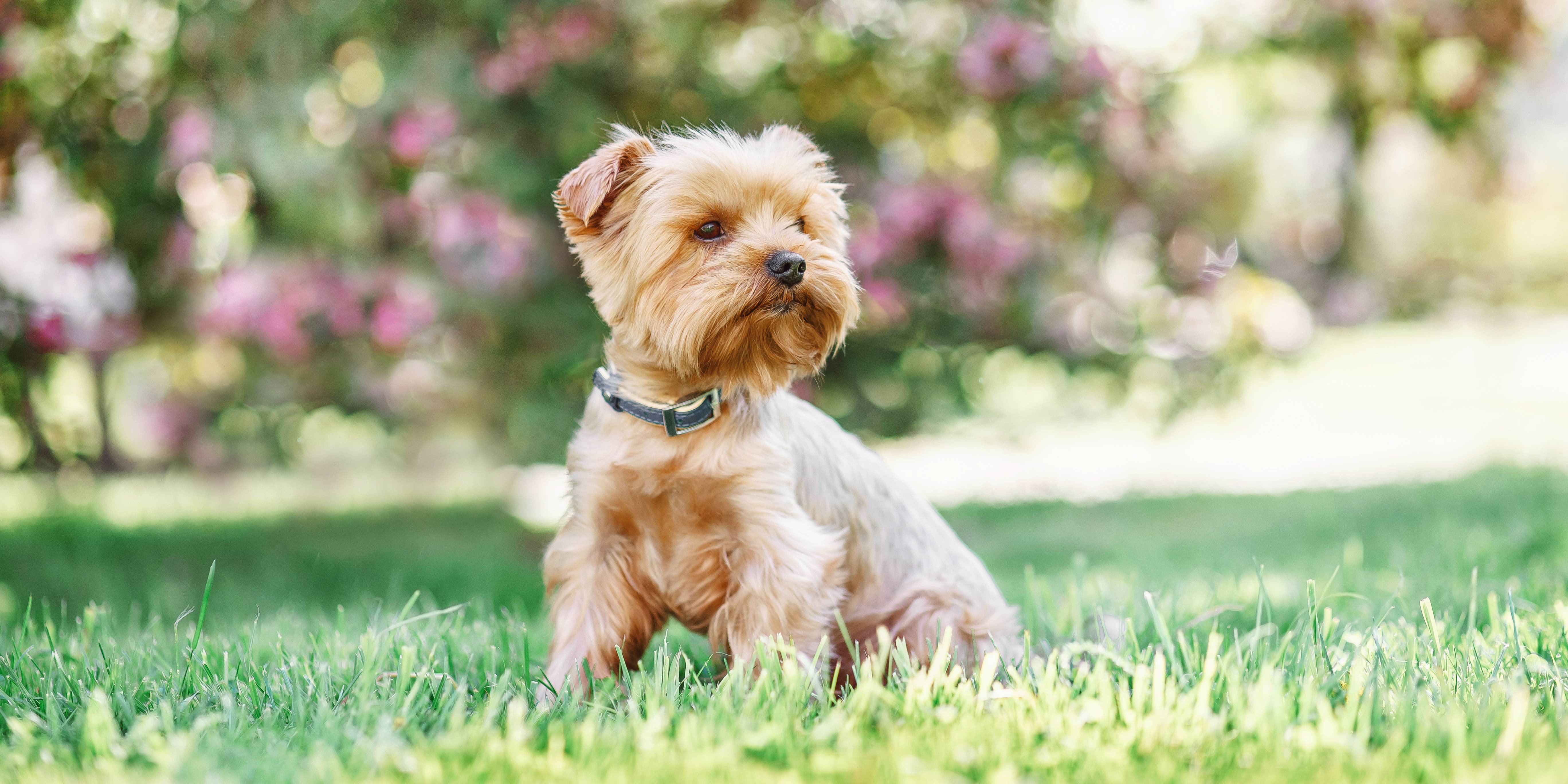 Yorkie Names | TrustedHousesitters.com