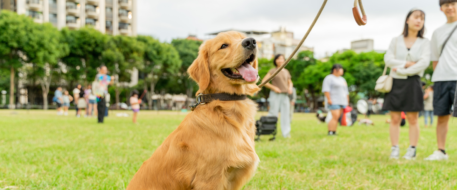 Dog-Friendly Sheffield: Things To Do in Sheffield With a Dog ...