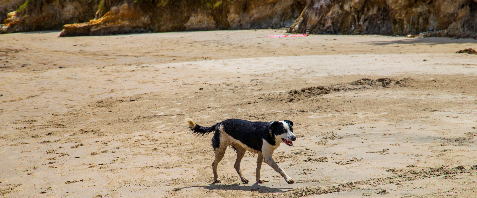 A Guide to Pet-Friendly Santa Barbara | TrustedHousesitters.com