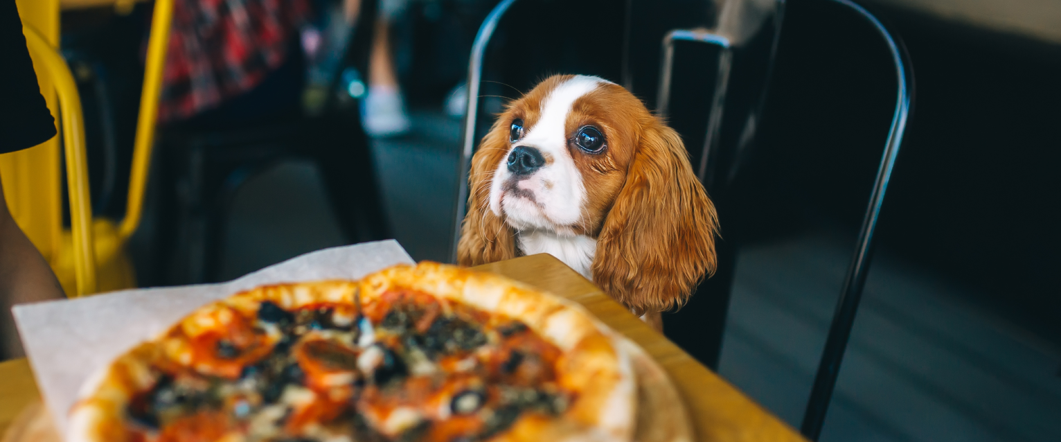 Dog-Friendly Guide to Aberdeen: Things to do in Aberdeen with a Dog ...