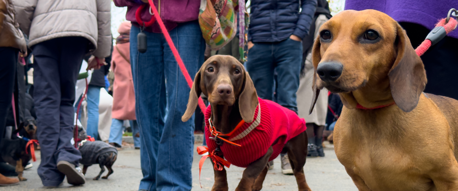 Dog-Friendly Guide to Aberdeen: Things to do in Aberdeen with a Dog ...