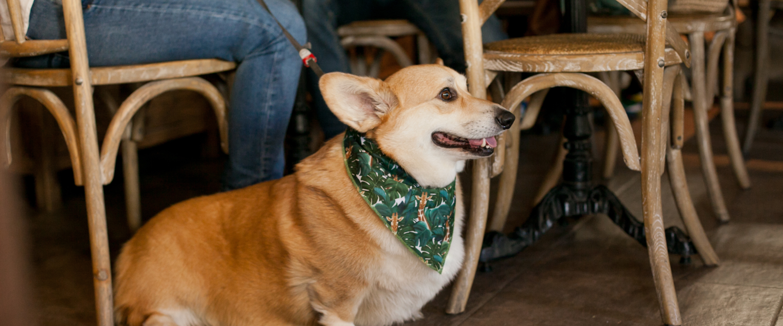 Dog-Friendly Guide to Aberdeen: Things to do in Aberdeen with a Dog ...
