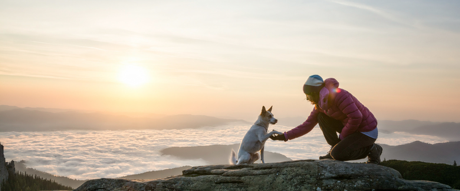 Dog-Friendly Guide to Aberdeen: Things to do in Aberdeen with a Dog ...