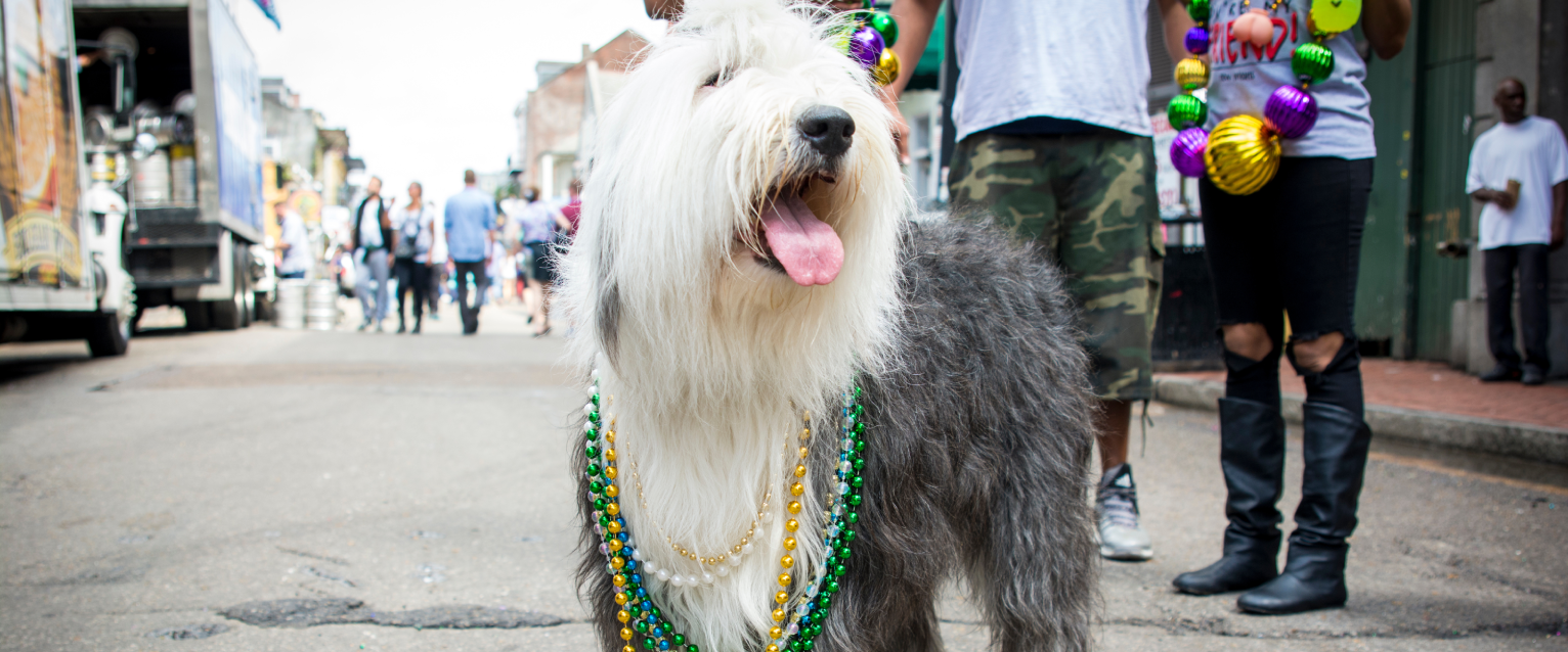 Dog-Friendly New Orleans: Things to do in New Orleans with a Dog ...