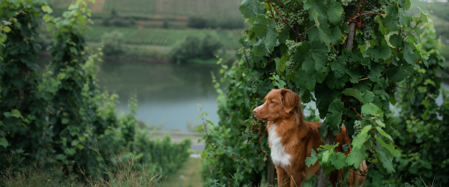 Dog-Friendly Queensland: Things to do in Queensland with a Dog ...