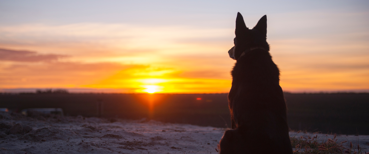 Dog-Friendly Queensland: Things to do in Queensland with a Dog ...