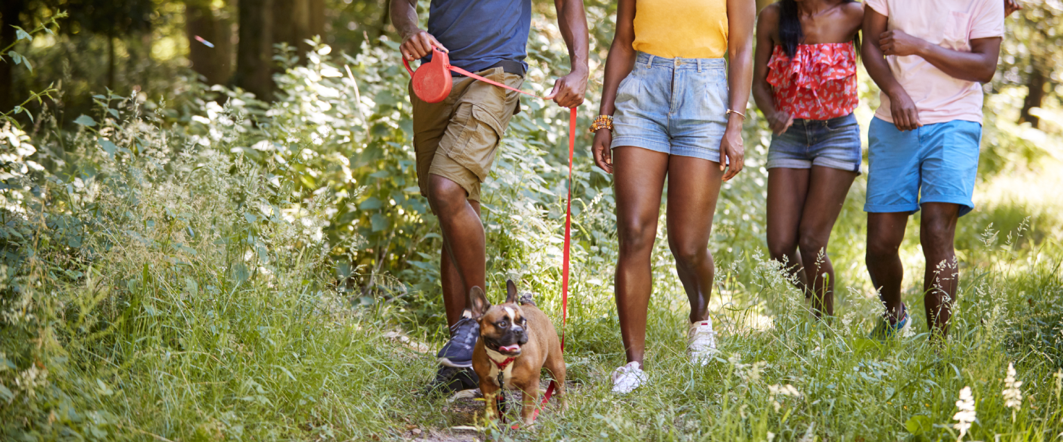 Dog-Friendly Queensland: Things to do in Queensland with a Dog ...