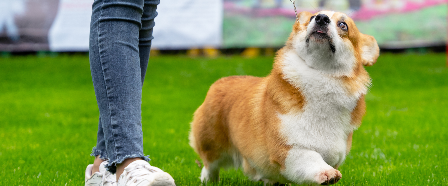Dog-Friendly Queensland: Things to do in Queensland with a Dog ...