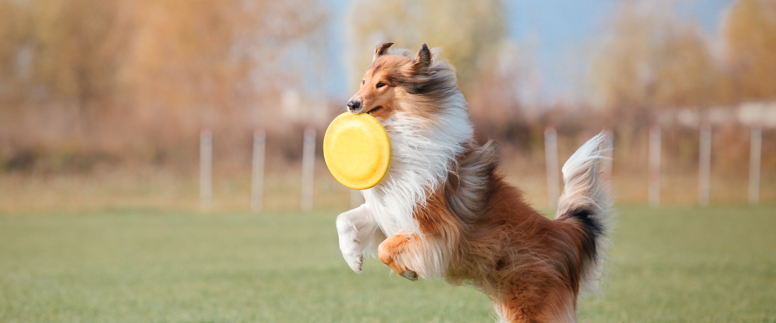 Dog-Friendly Kansas City: Things To Do In Kansas City With A Dog ...