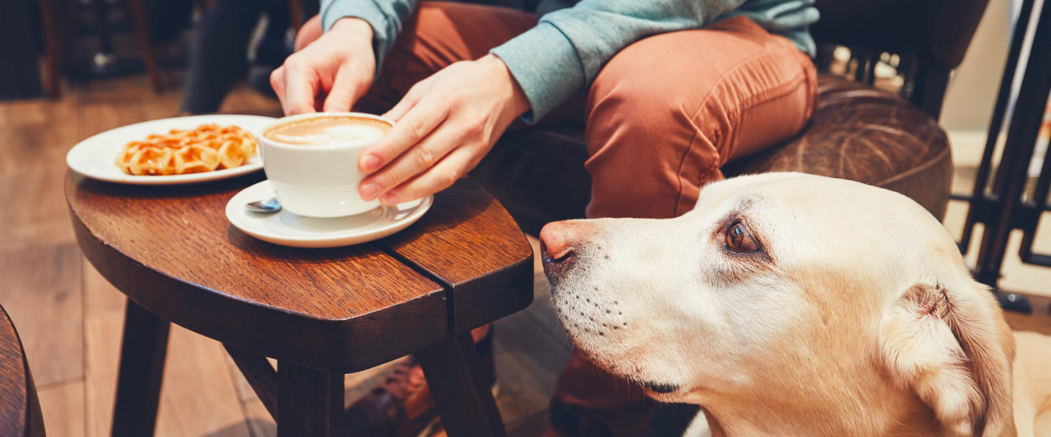 Dog-Friendly Lincoln: Things To Do in Lincoln With A Dog ...