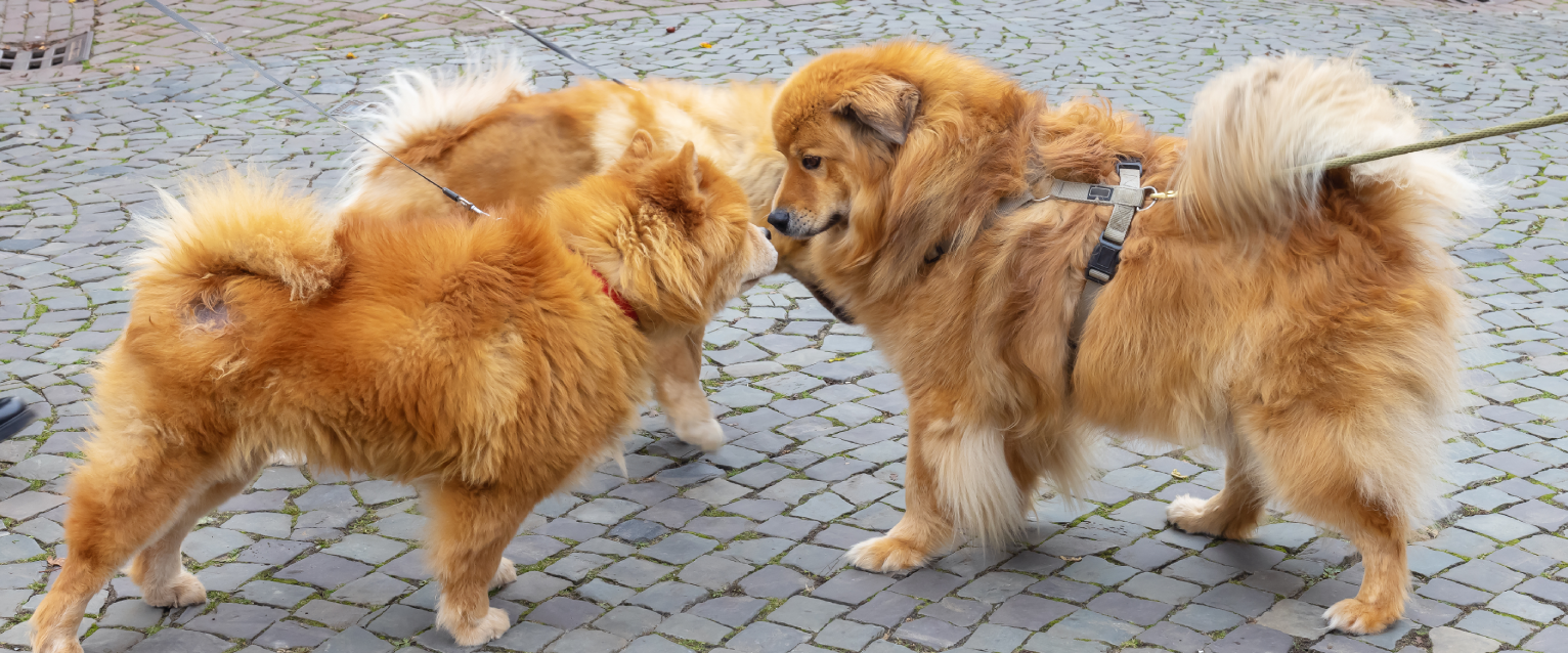 Dog-Friendly Poole: Things To Do in Poole with a Dog ...