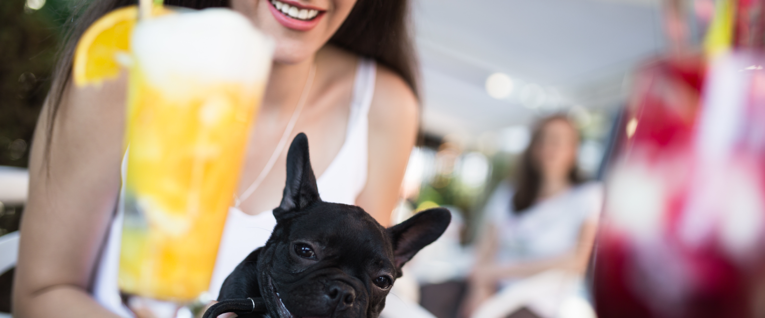 Dog-Friendly Poole: Things To Do in Poole with a Dog ...
