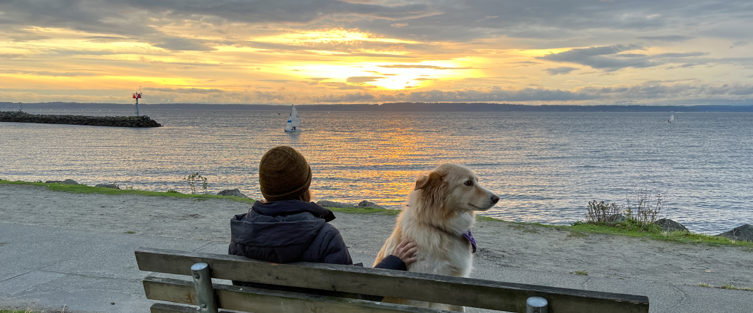 Dog-Friendly Poole: Things To Do in Poole with a Dog ...