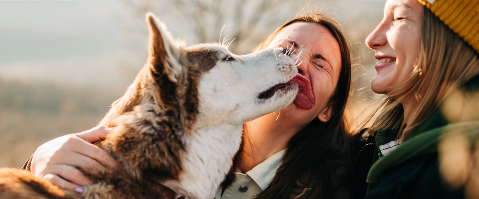 Dog-Friendly Poole: Things To Do in Poole with a Dog ...