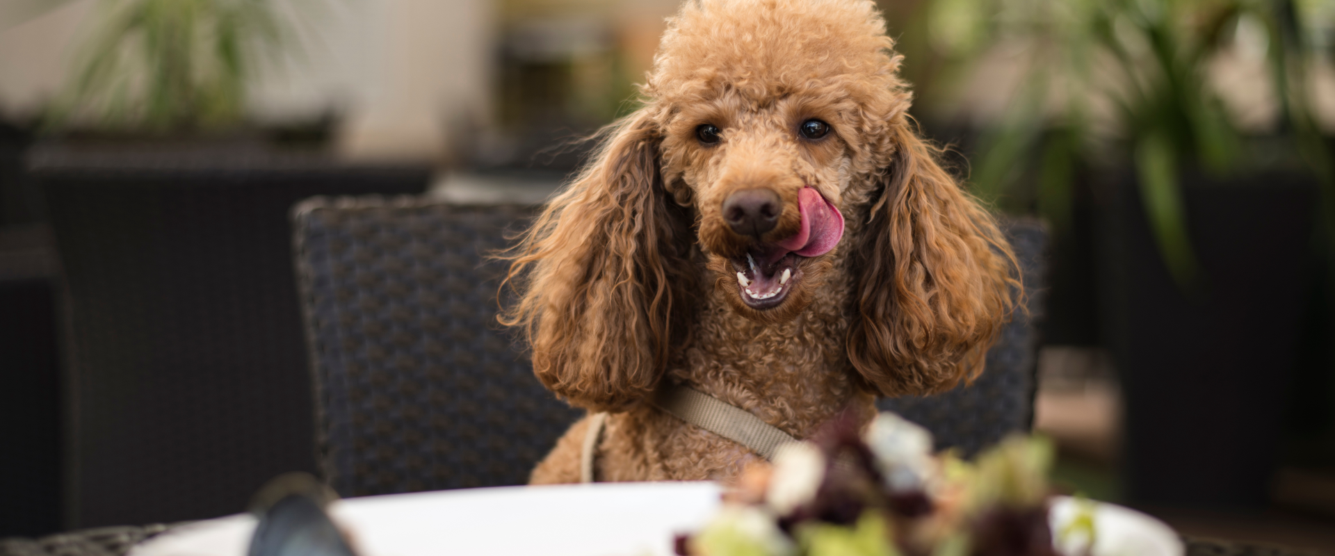 Dog-Friendly Taunton: Things to do in Taunton With a Dog ...