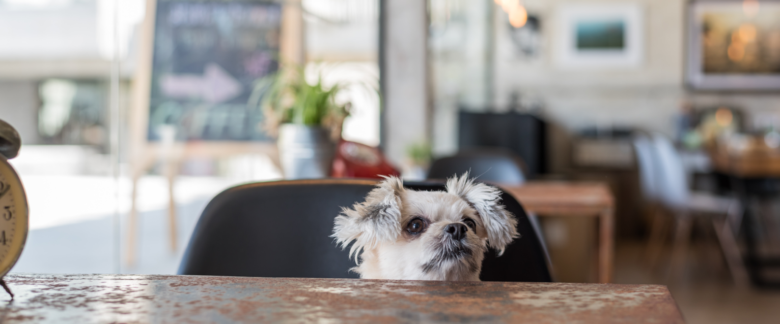Dog-Friendly Belfast: Things to Do in Belfast With a Dog ...
