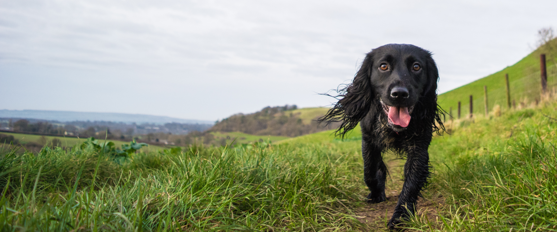 Dog-Friendly Taunton: Things to do in Taunton With a Dog ...