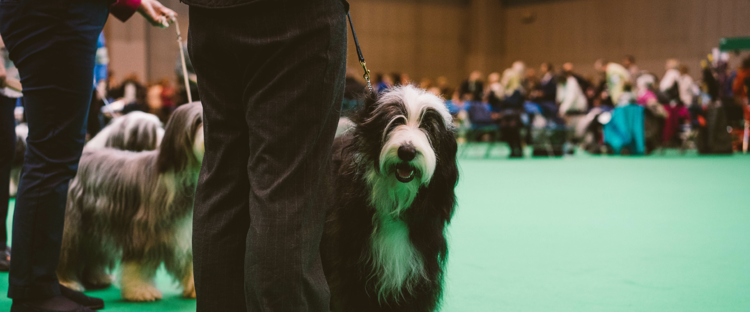 Dog-friendly Norwich: Things to Do in Norwich With a Dog ...