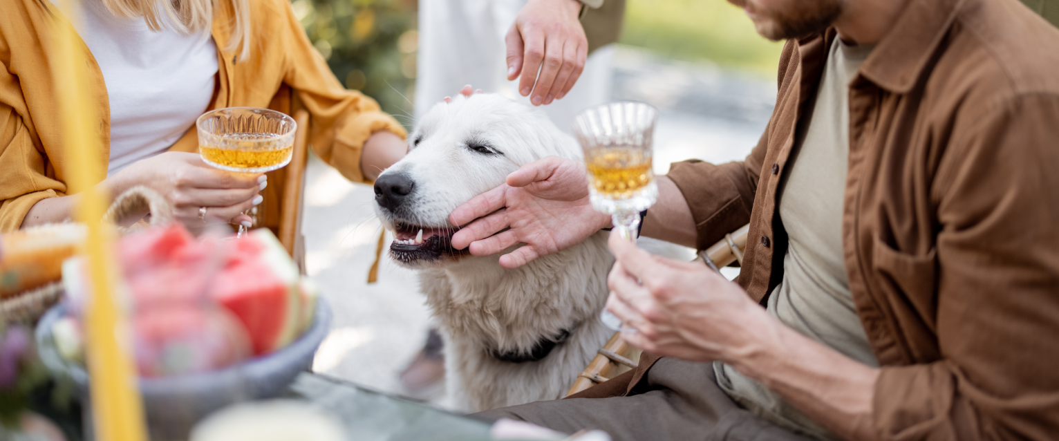 Dog-friendly Nottingham: Things to Do in Nottingham With a Dog ...