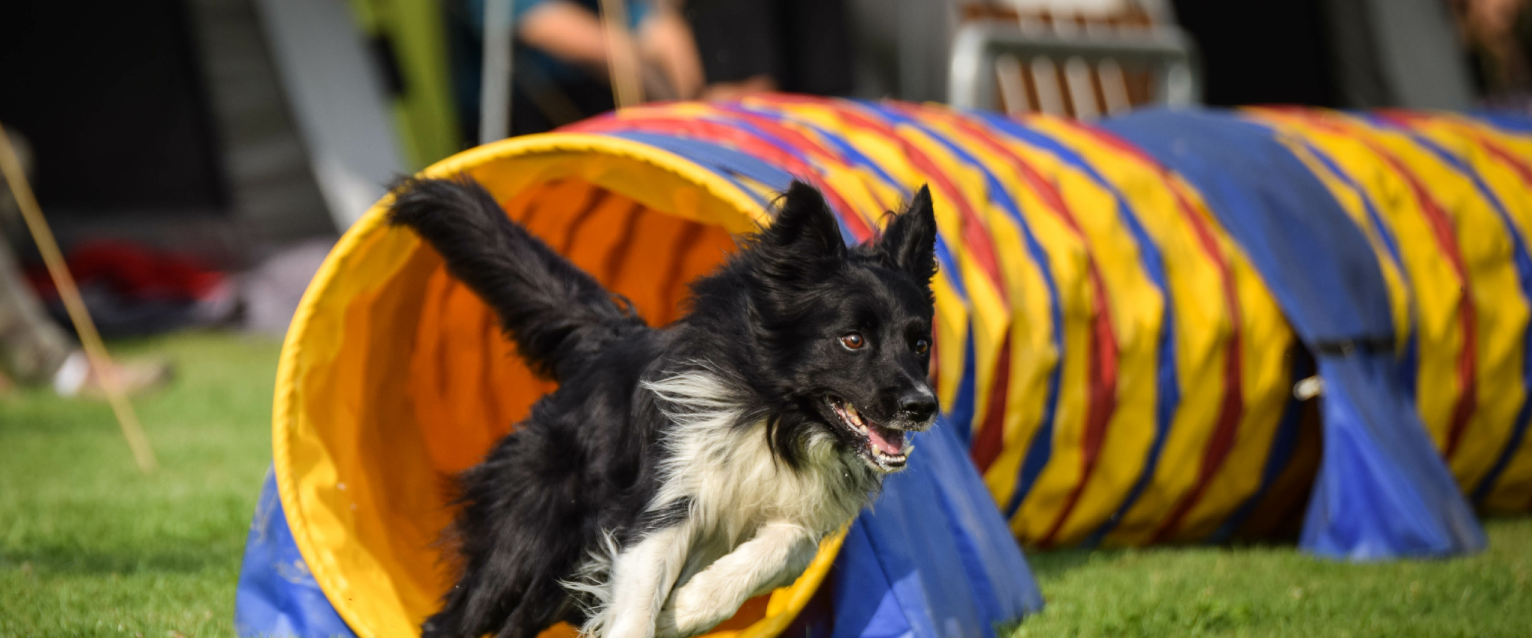 Dog-friendly Shrewsbury: Things to Do in Shrewsbury With a Dog ...