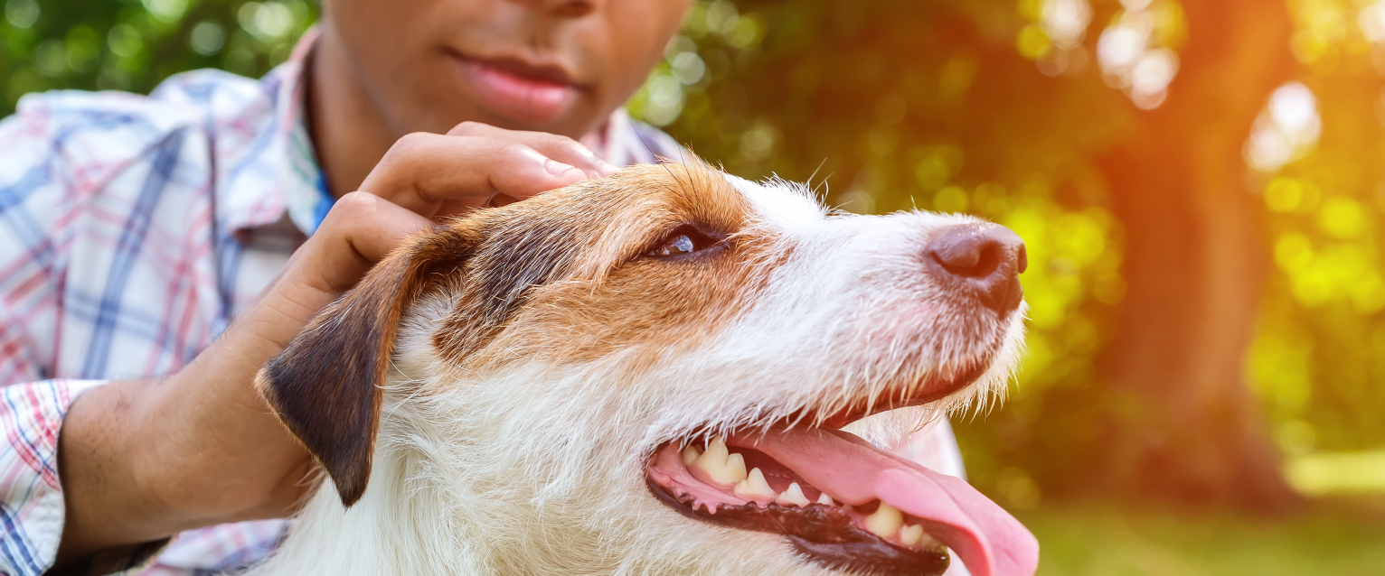 Dog-Friendly Shrewsbury: Things To Do in Shrewsbury With A Dog ...