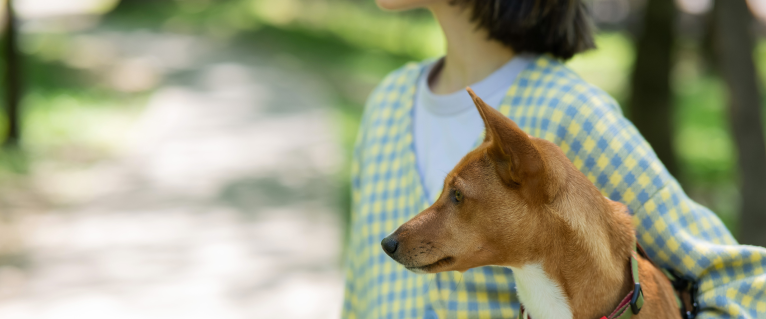 Dog-friendly Oxford: Things to Do in Oxford With a Dog ...