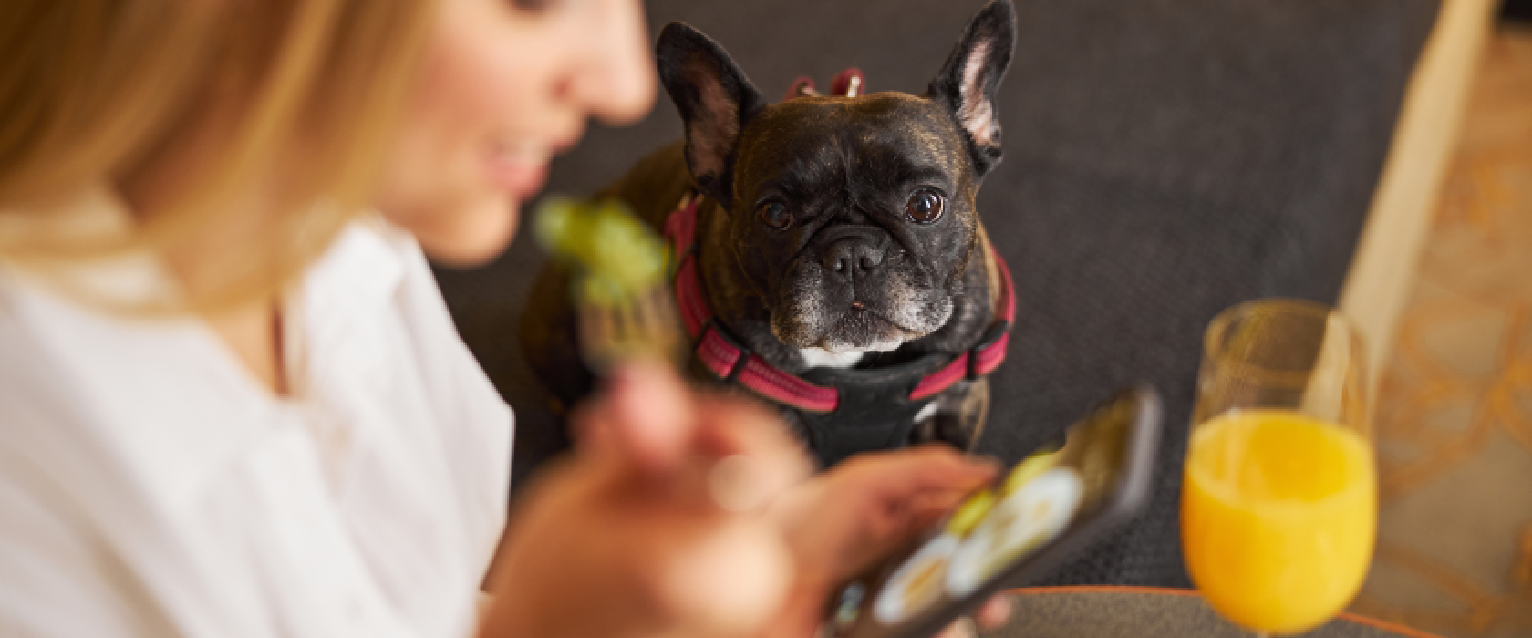 Dog-friendly Oxford: Things to Do in Oxford With a Dog ...