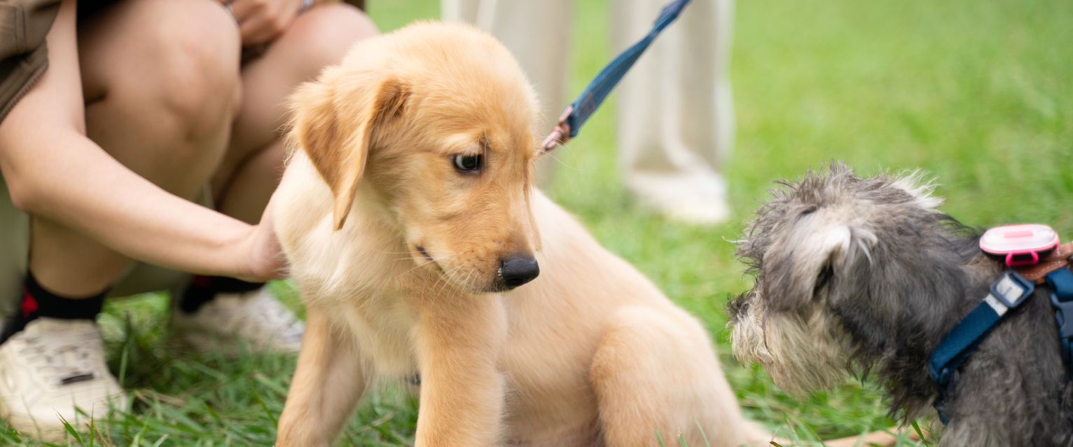 Dog-friendly Oxford: Things to Do in Oxford With a Dog ...