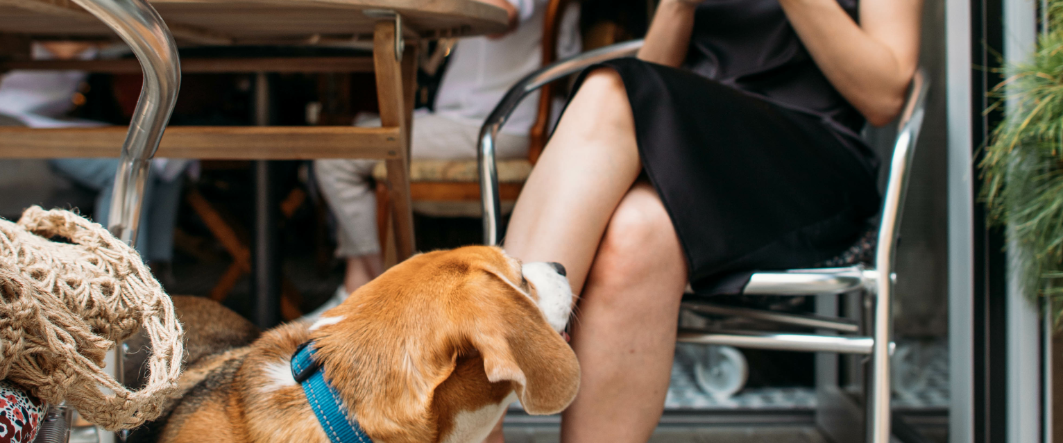 Dog-friendly Oxford: Things to Do in Oxford With a Dog ...