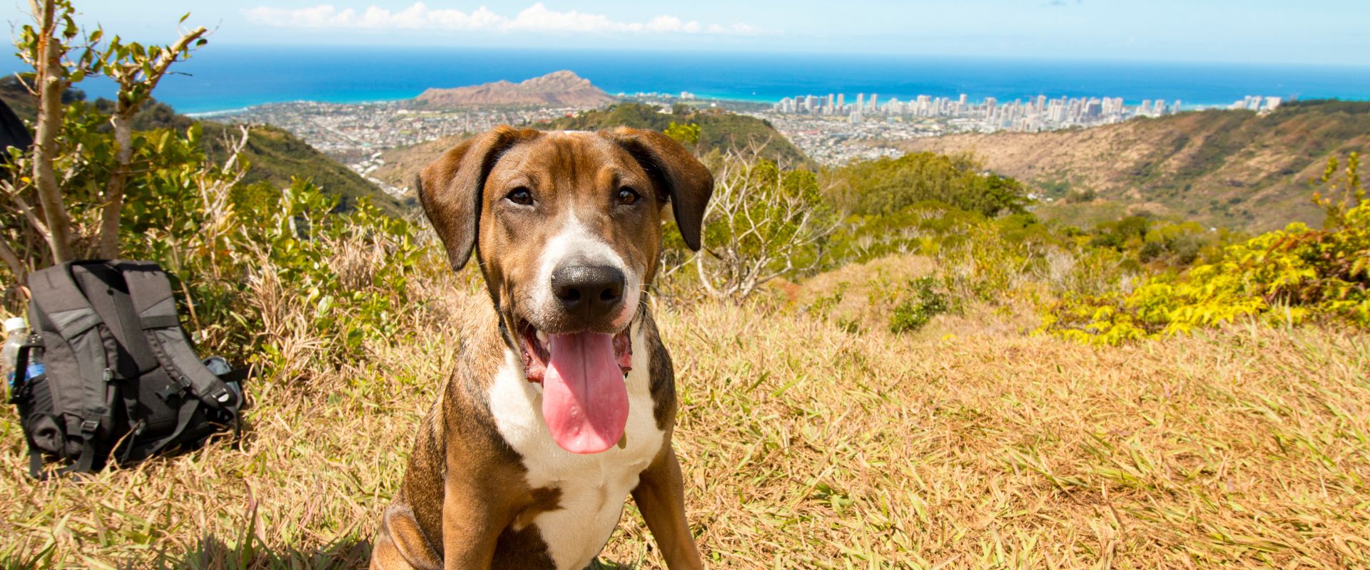 Pet-Friendly Honolulu | Dog-Friendly Restaurants Honolulu ...