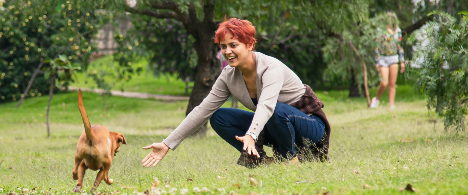 Dog-Friendly Exeter: Things To Do In Exeter With A Dog ...