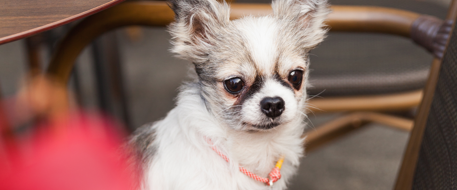 Dog-Friendly Exeter: Things To Do In Exeter With A Dog ...