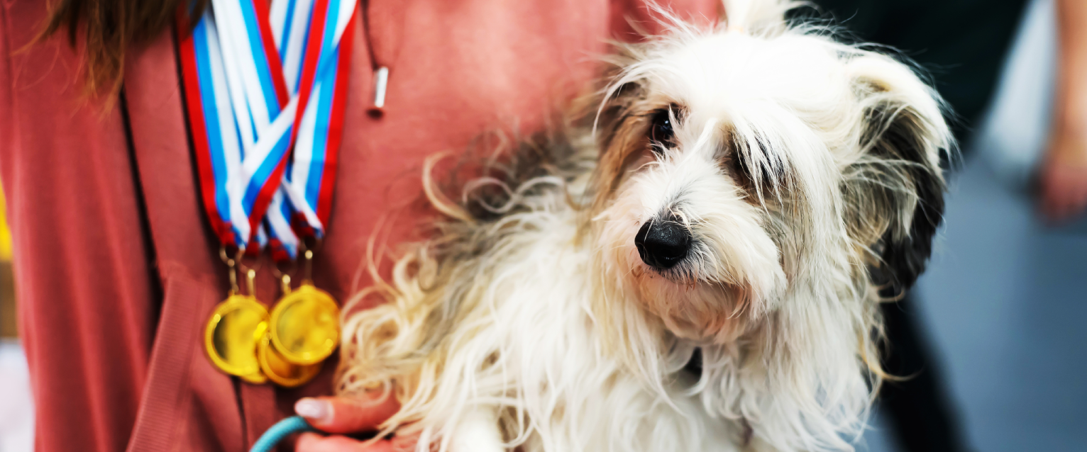 Dog-Friendly Exeter: Things To Do In Exeter With A Dog ...