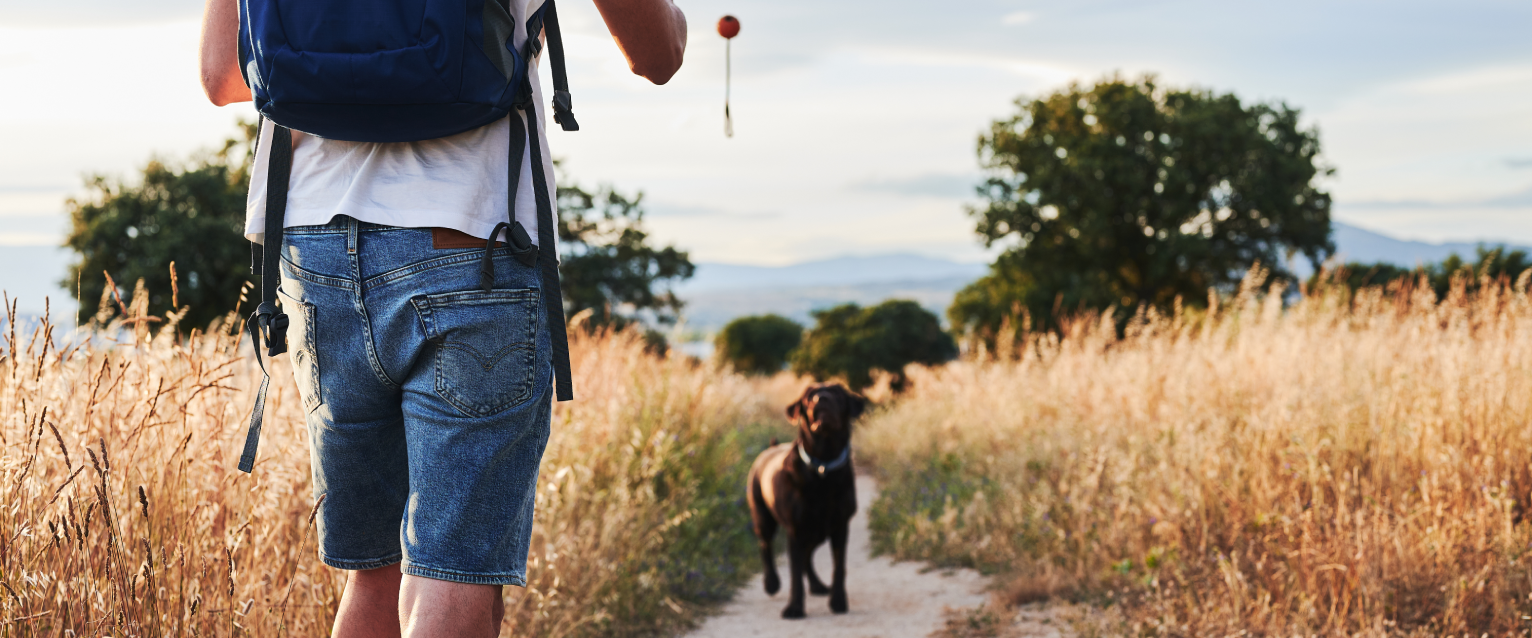 Dog-Friendly Exeter: Things To Do In Exeter With A Dog ...