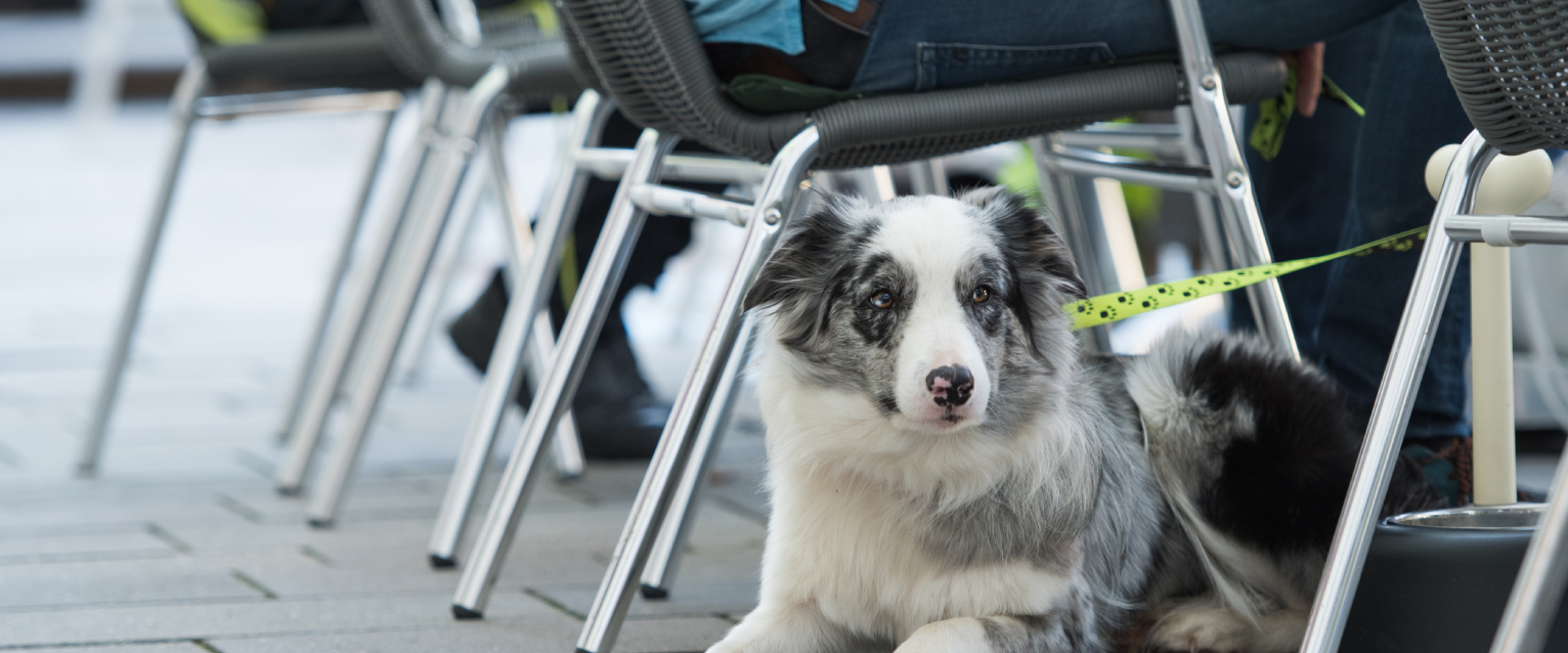 Dog-Friendly Exeter: Things To Do In Exeter With A Dog ...