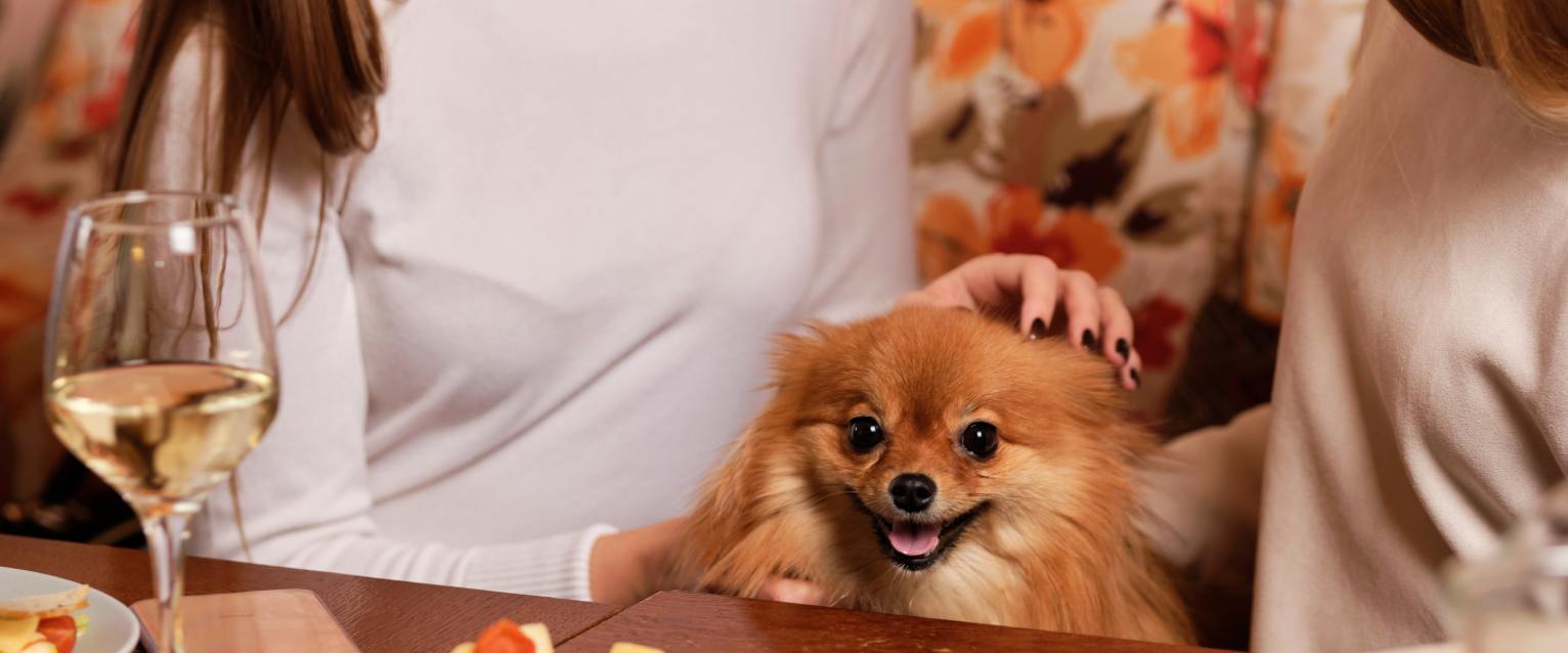 Dog-Friendly Exeter: Things To Do In Exeter With A Dog ...