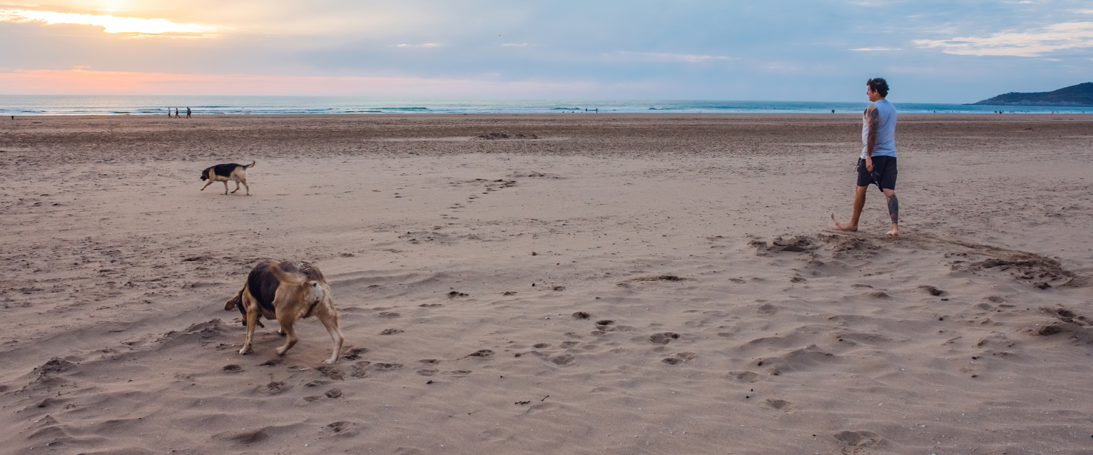 Dog-Friendly Exeter: Things To Do In Exeter With A Dog ...