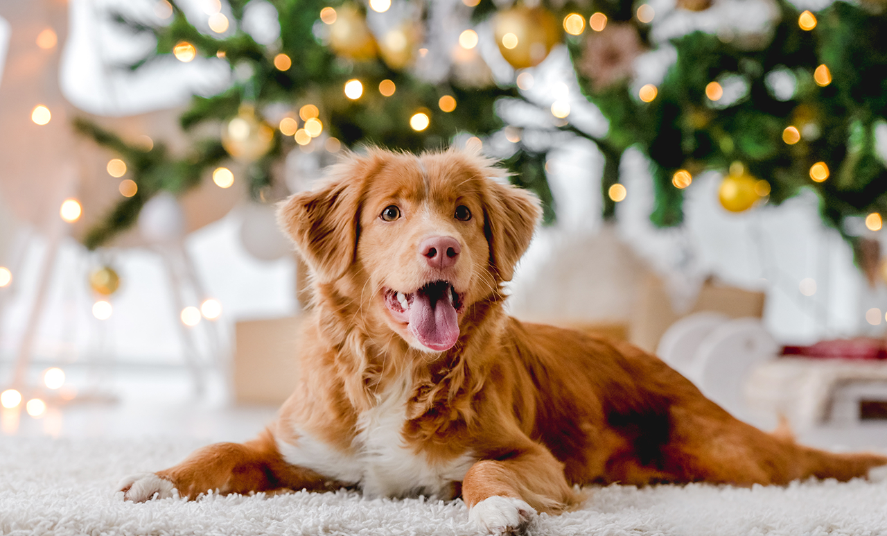 Pet-Friendly Christmas | Pet-Friendly Christmas Tree Tips ...