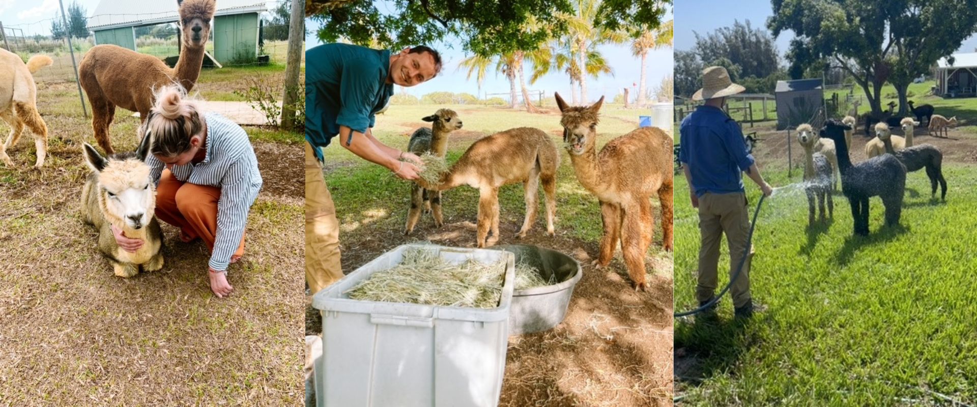 Do I Have Too Many Pets for a Sitter? | TrustedHousesitters.com