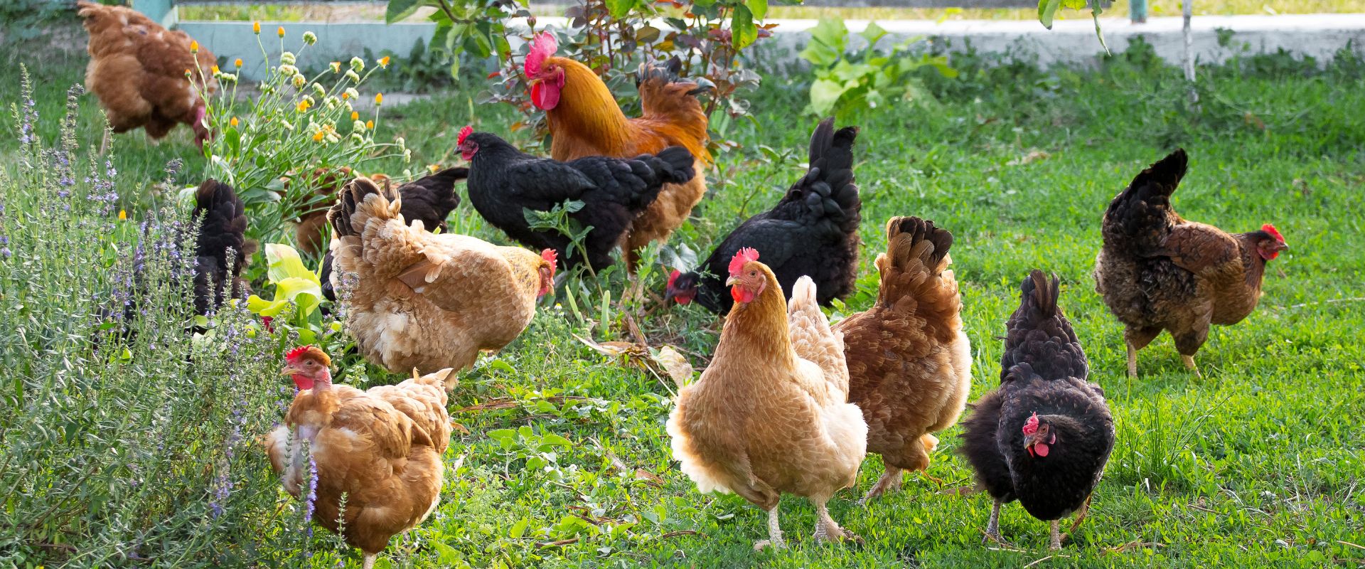 Do I Have Too Many Pets for a Sitter? | TrustedHousesitters.com