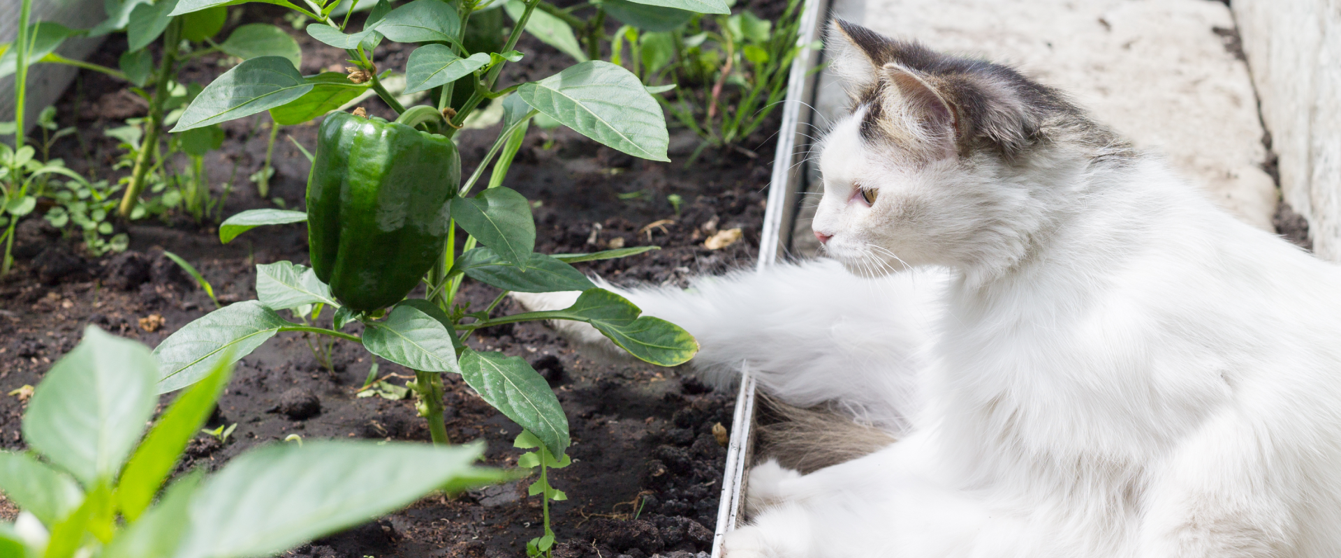 Can Cats Eat Peppers? | TrustedHousesitters.com