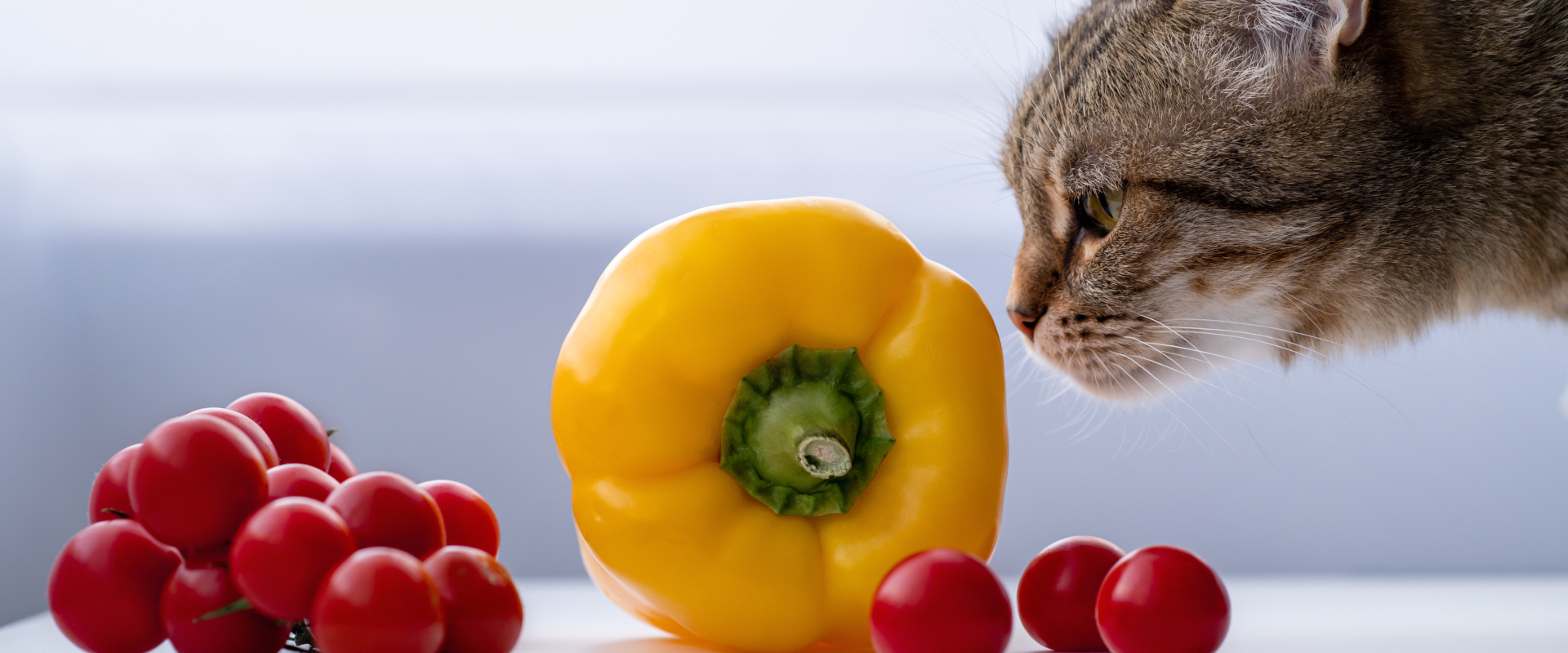 Can Cats Eat Peppers? | TrustedHousesitters.com