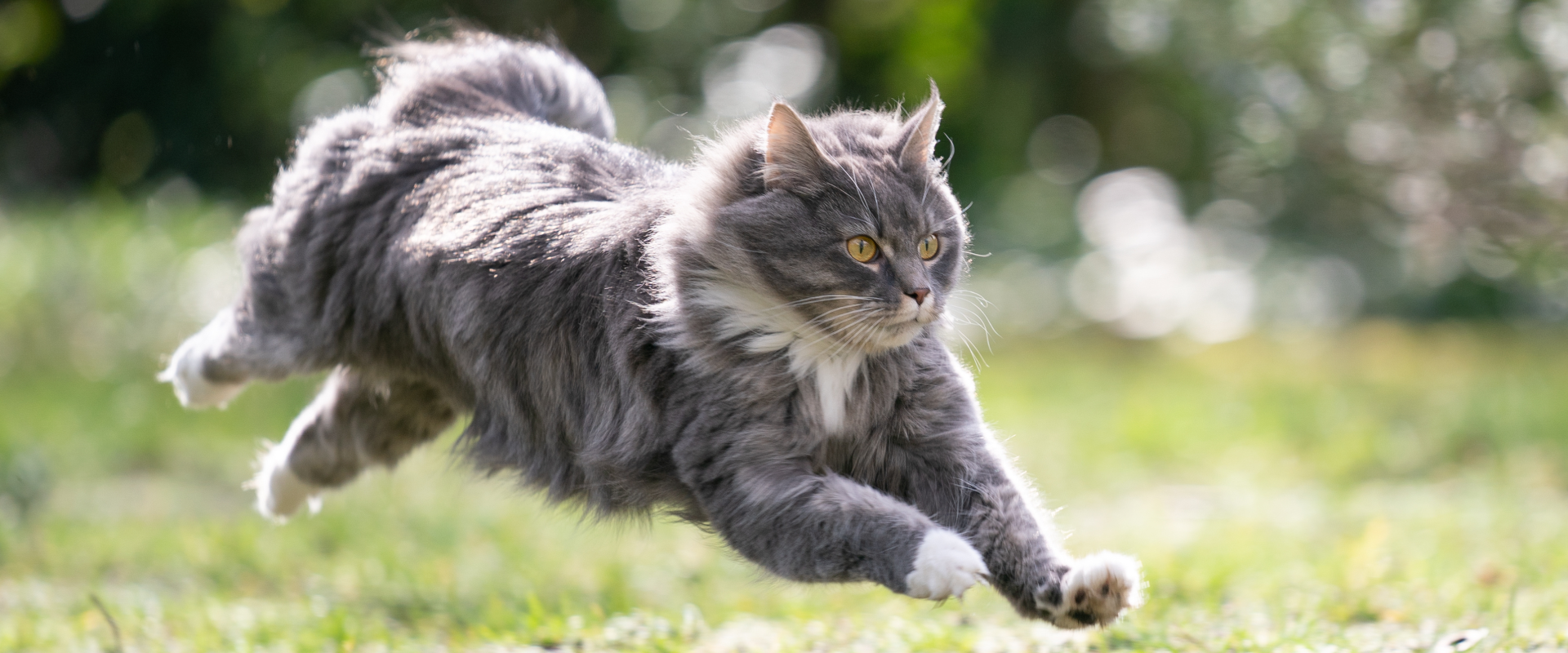 15 Facts About Cats Everyone Should Know | TrustedHousesitters.com