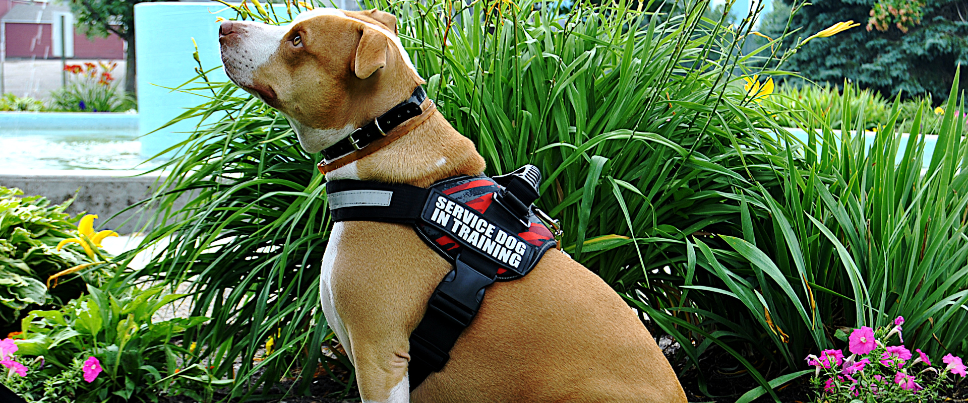 Service Dog Hand Signals
