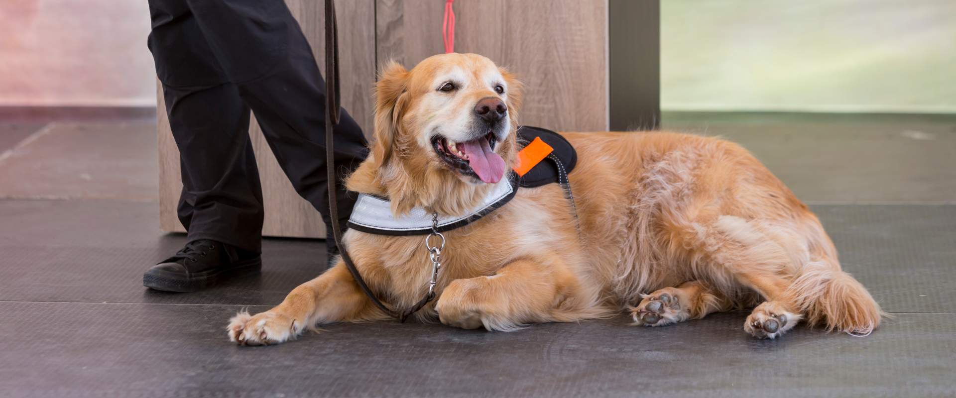 The Trick to Training Service Dogs | TrustedHousesitters.com