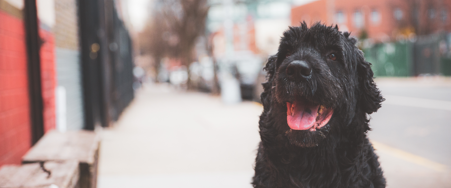 Dog-Friendly Brooklyn, NY: Things to do in Brooklyn With a Dog ...