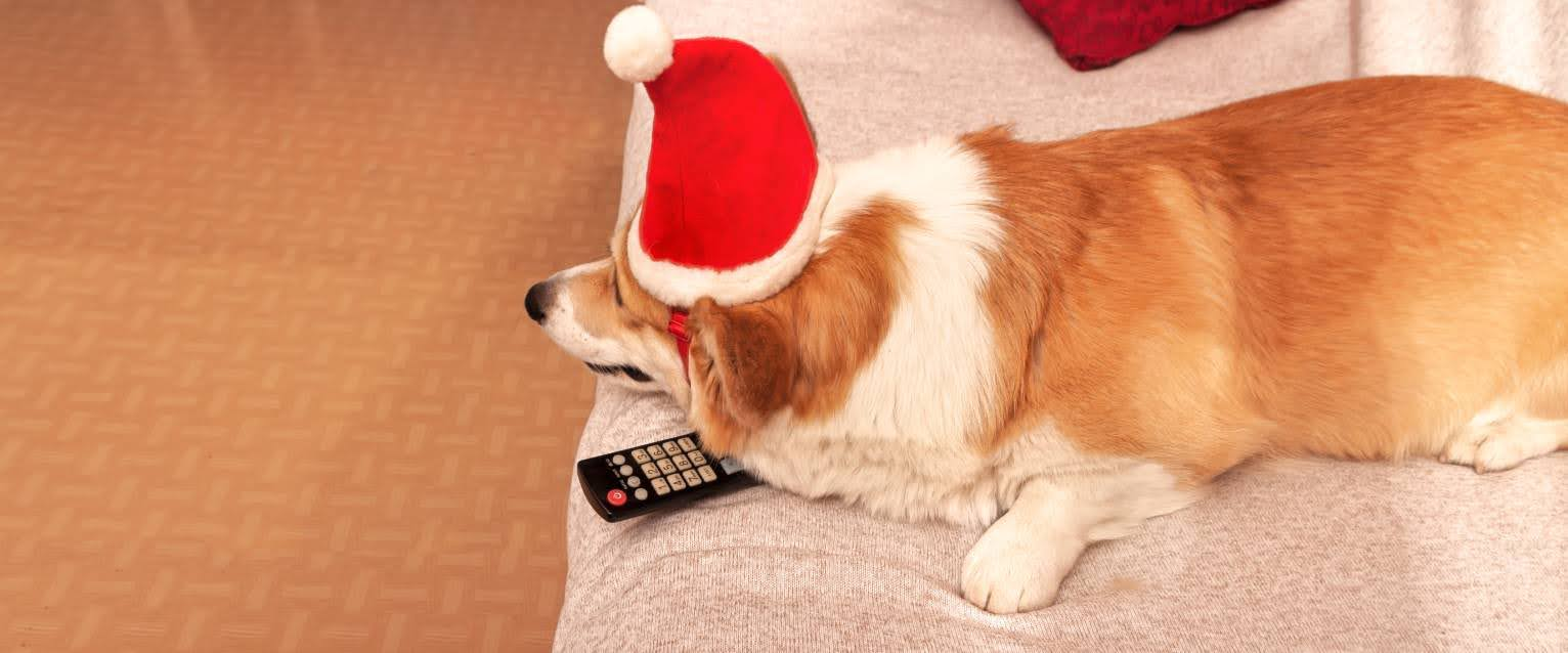 A Big List of Christmas Dog Movies for You and Your Pooch ...