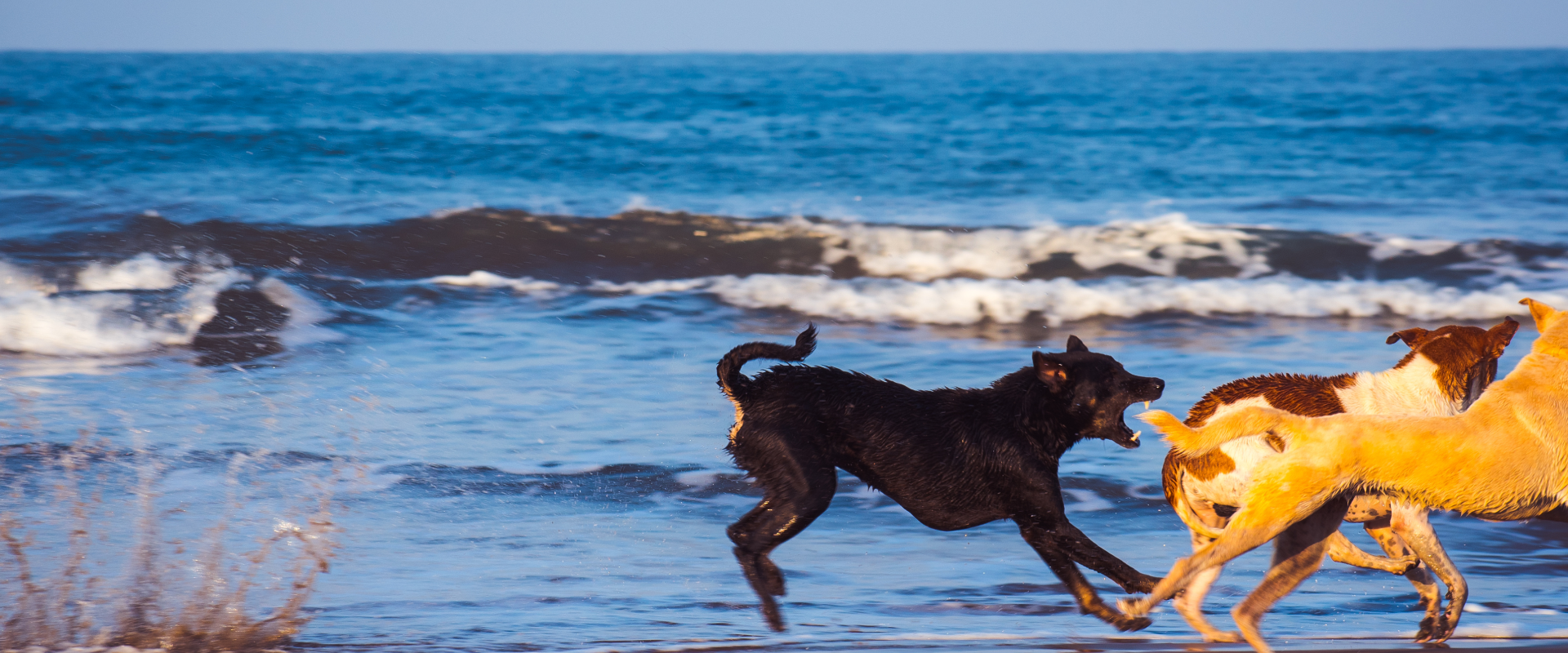 Dog-friendly Miami: Things to do in Miami With a Dog ...