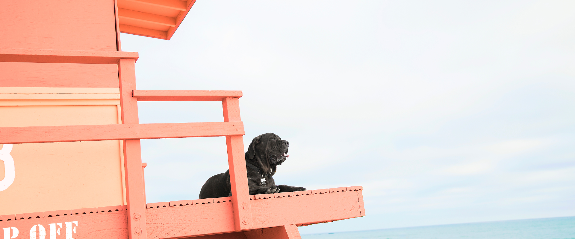 Dog-friendly Miami: Things to do in Miami With a Dog ...